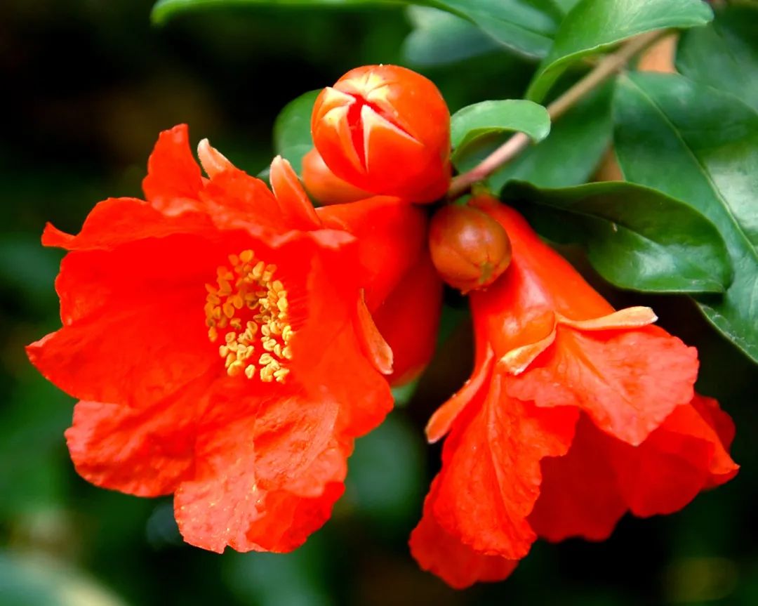 Pomegranate blossoms brighten the eyes - iMedia