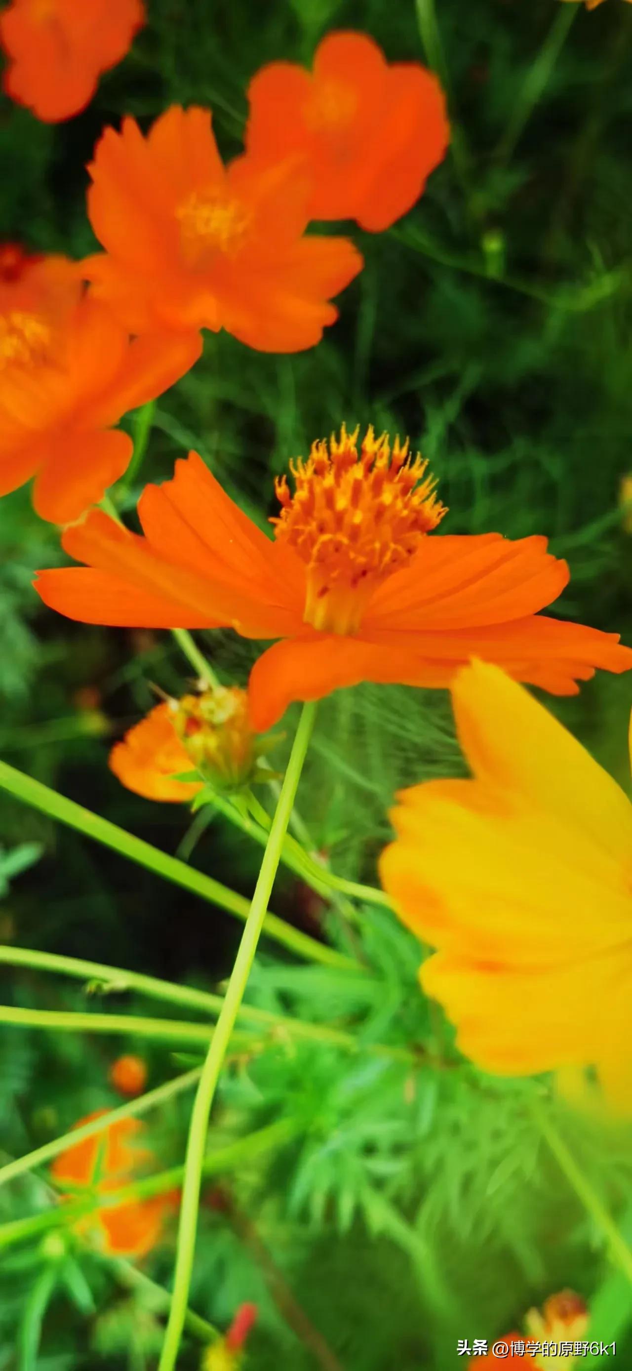 Yu Hua looks at emotions - iNEWS