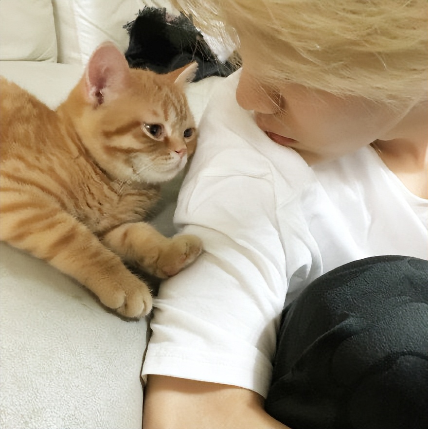 Male star cat slave attributes are full, Lu Han, Xiao Zhan, Hu Ge ...