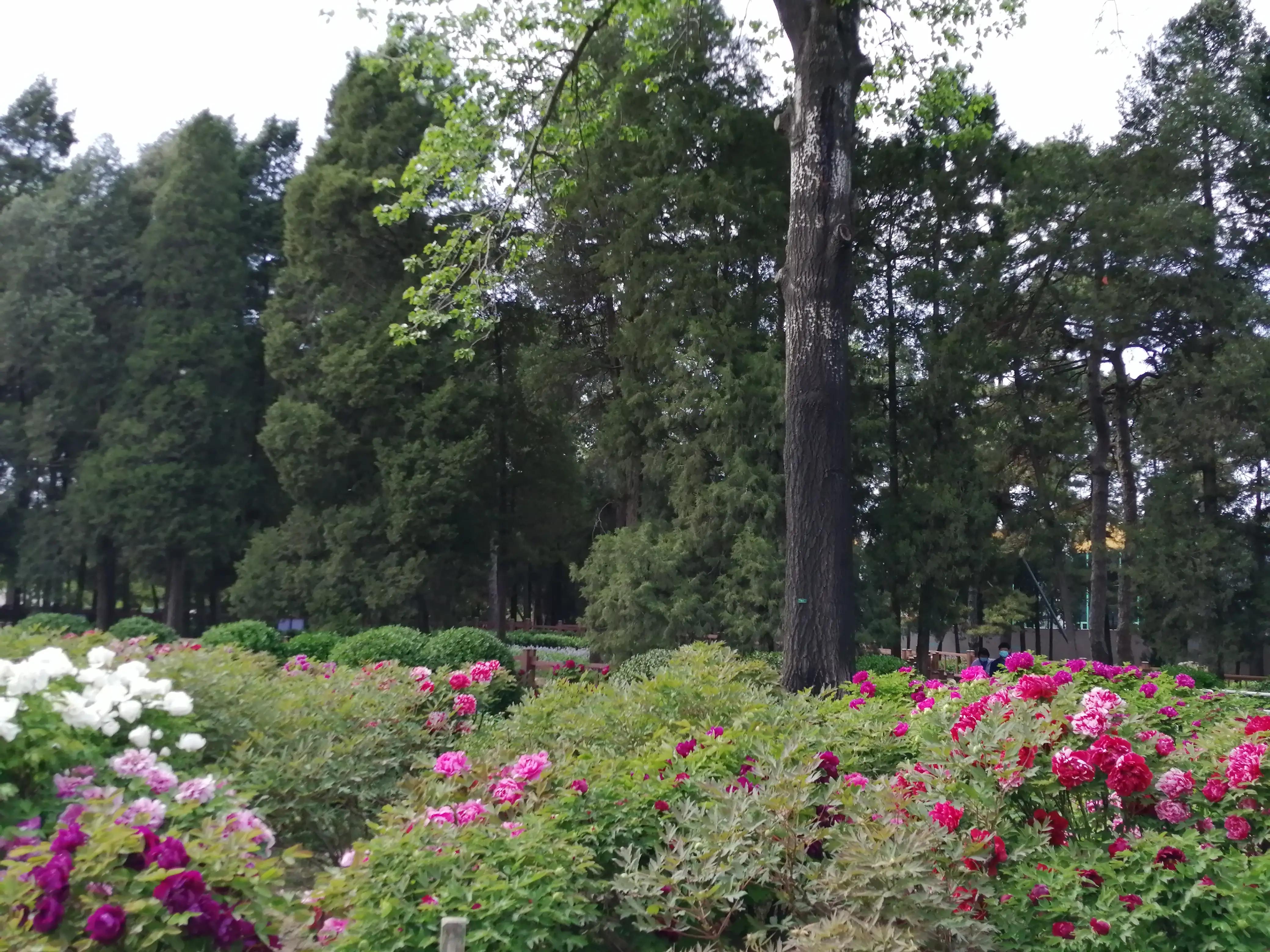 The meaning of filial piety to parents - iMedia