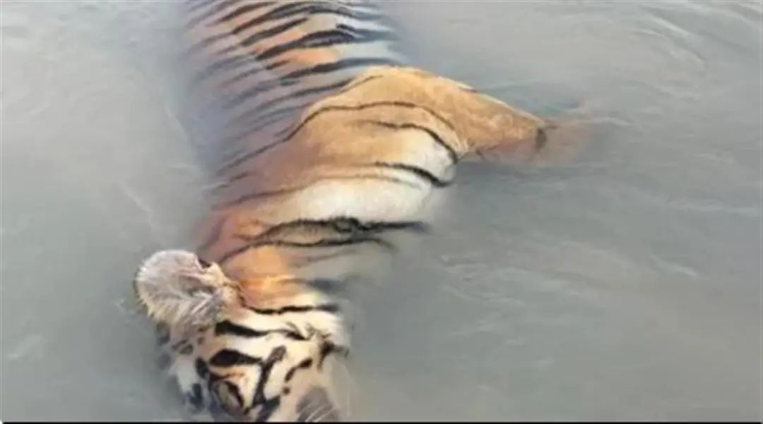 "Cow-eating tiger" appeared in India: a tiger killed more than 10 cattle, the culprit or human ...