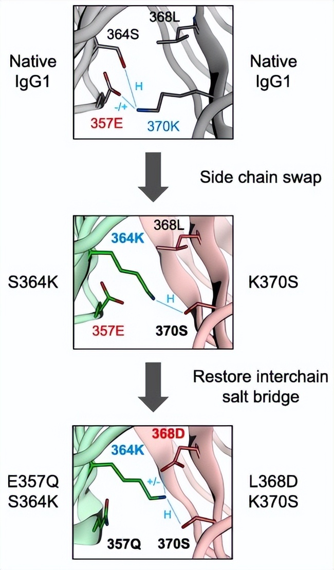 Fc engineering: review of Xencor's double antibody technology - iNEWS