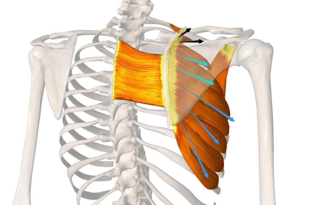 The culprit of shoulder instability - the serratus anterior - iNEWS