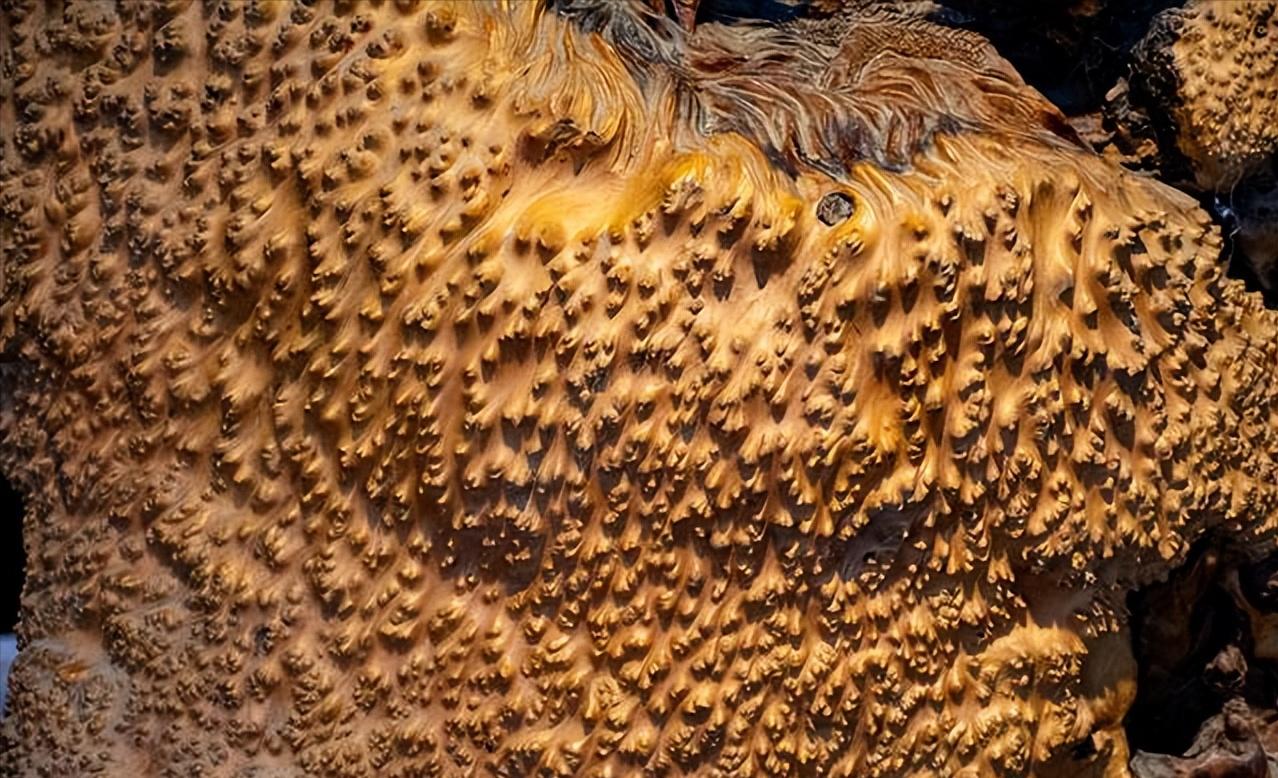 The rotten and empty century-old tree burl was made into an ...