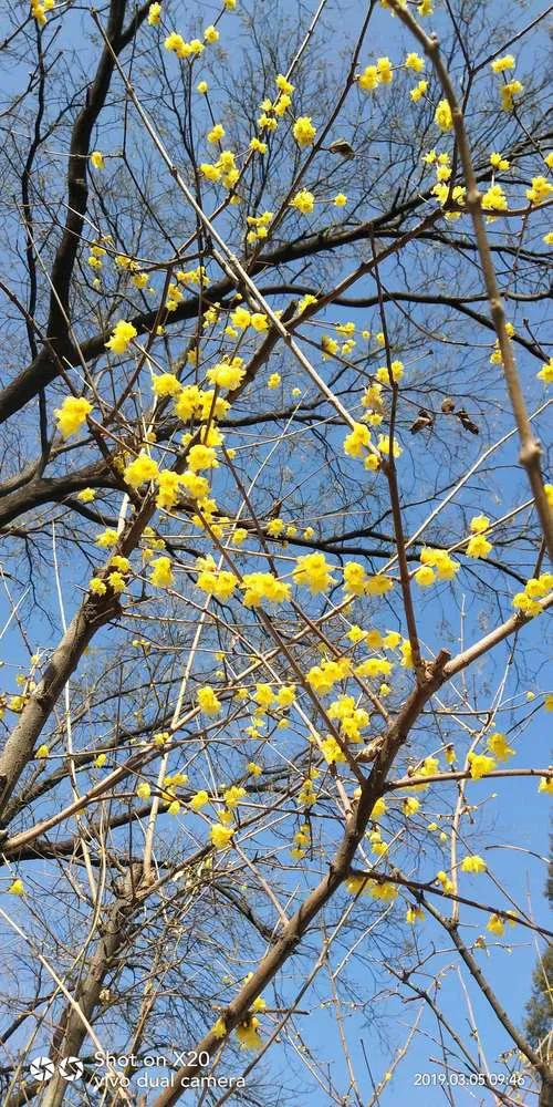 Symphony in Early Spring (Two Outer Songs) [Original] - iNEWS