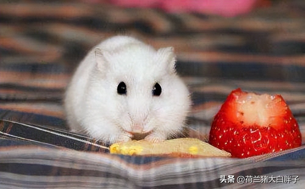How to care for a hamster after pregnancy? - iNEWS