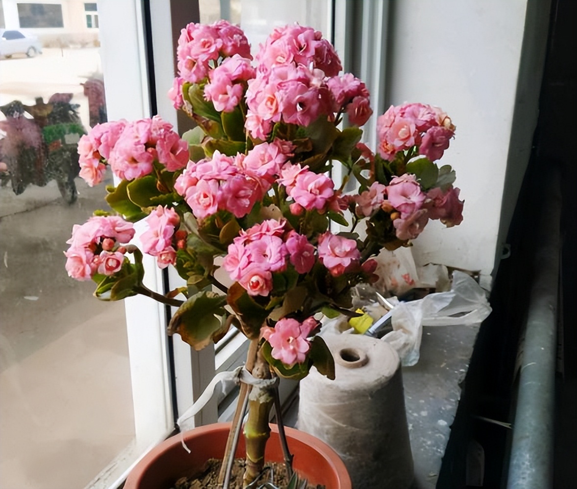 In October, the longevity flower has not yet grown buds?4 actions ...