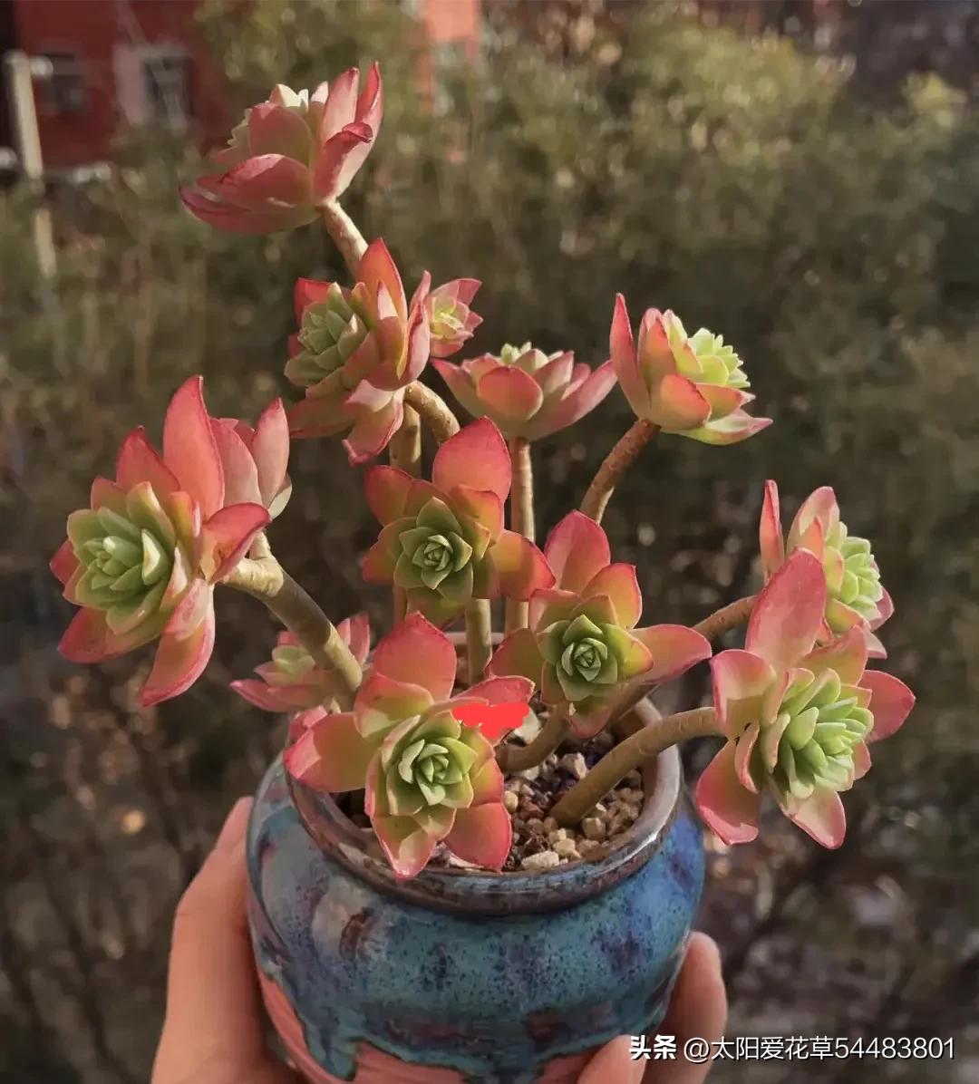 4 kinds of succulents are good to keep and not squeamish, the weather ...