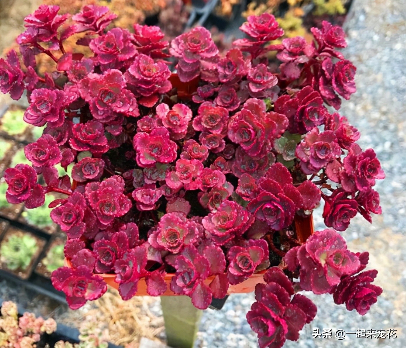 The popular small ball rose, teach you a few tips to quickly grow a ...