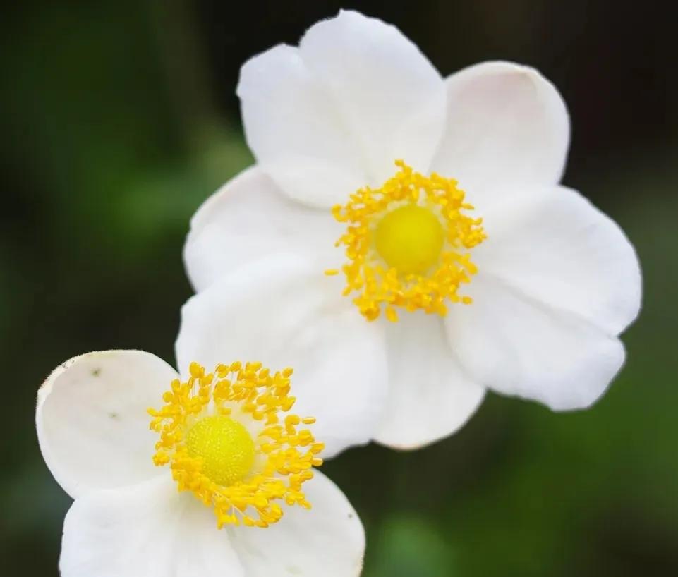Let every flower bloom bravely! - iMedia