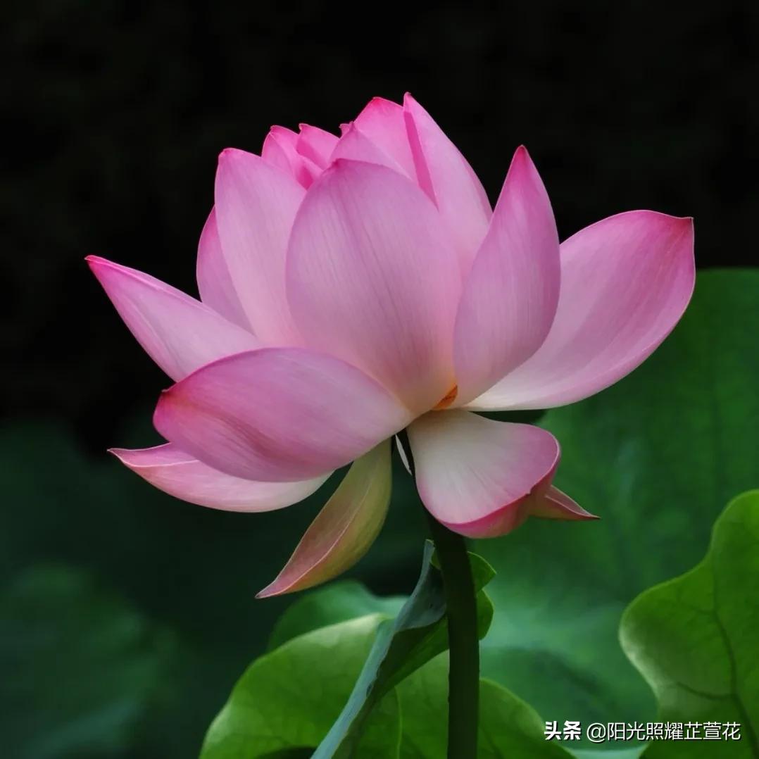 Reading Han Yuefu's "Jiangnan": Happiness is the most important thing ...