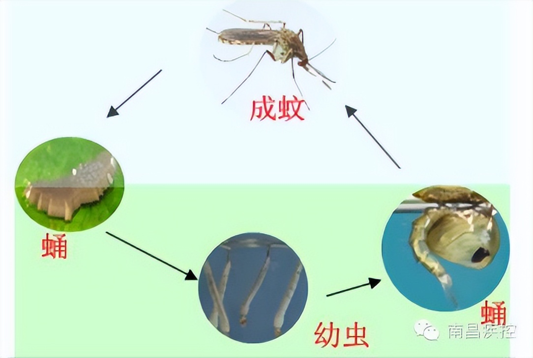 Can mosquito larvae survive in salt water? The result is surprising - iNEWS