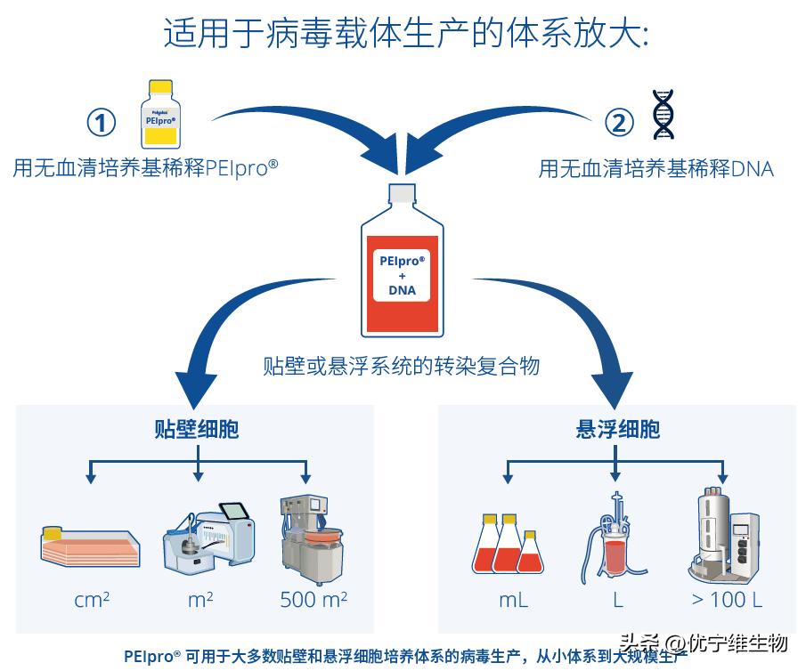 Specialized Transfection Reagents for Clinical Viral Vector Production ...