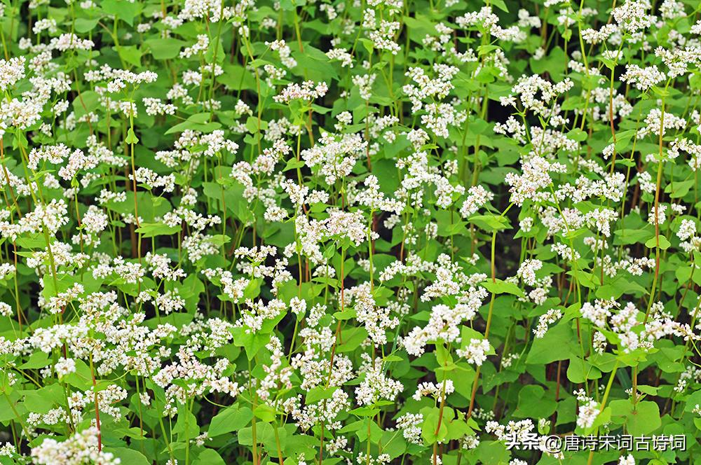 Autumn snow covered buckwheat flowers - iNEWS
