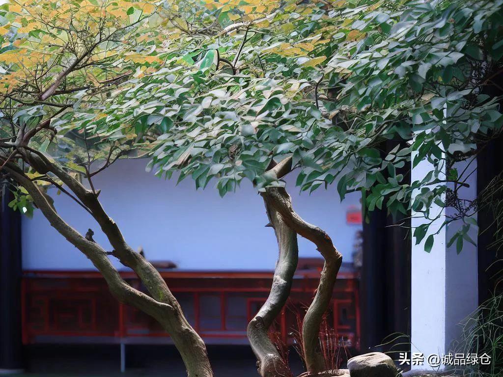 The maintenance secrets of the happiness tree, only one can grow lush ...