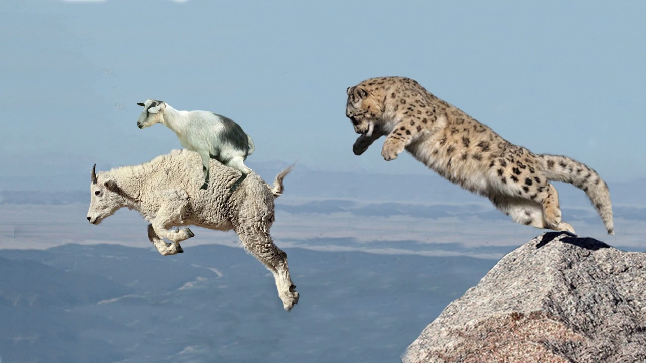 Lynx vs snow leopard, when the wolf slaughtering machine meets the bear killer, who will have ...