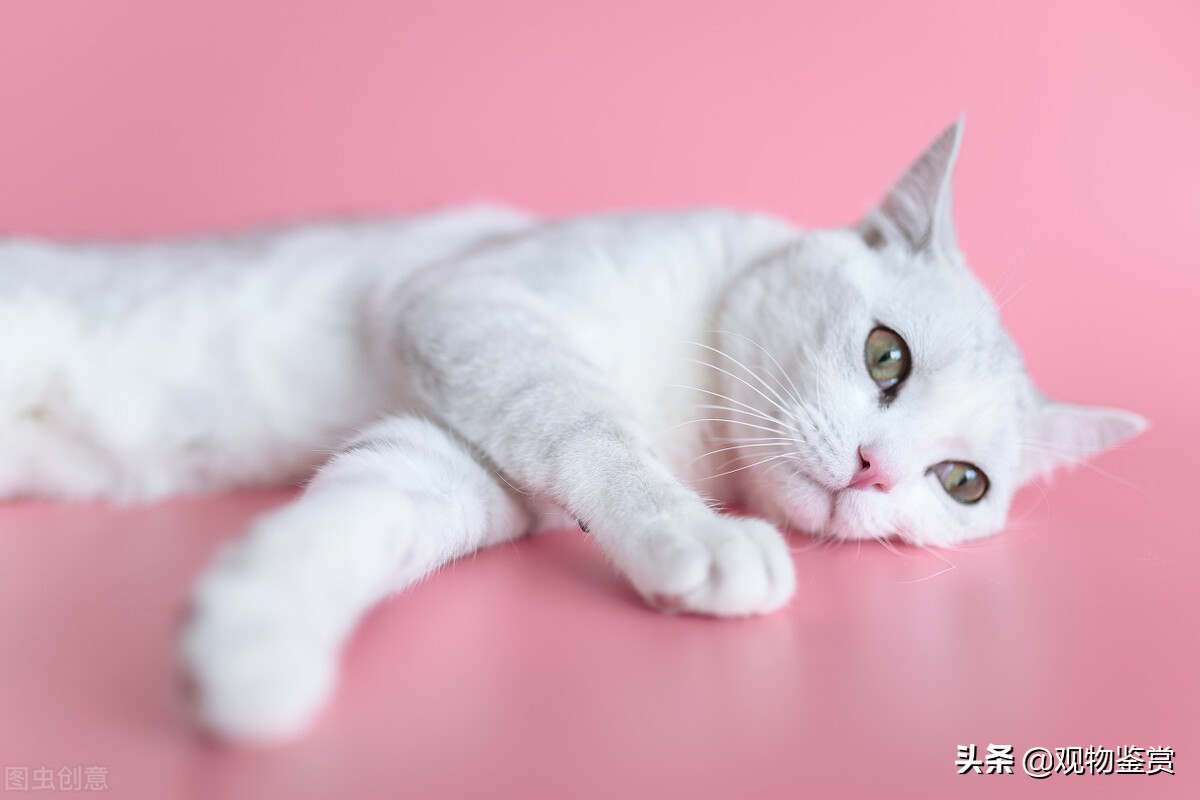 Gradient kittens fail in appearance, how to see the appearance of ...