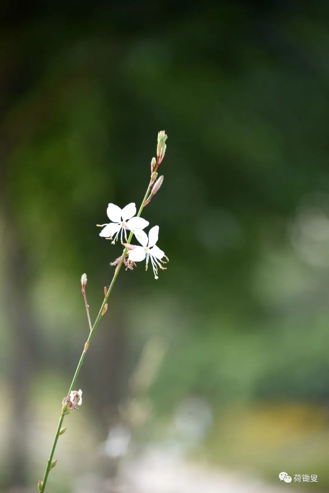 Have you seen mountain peach grass? - iNEWS