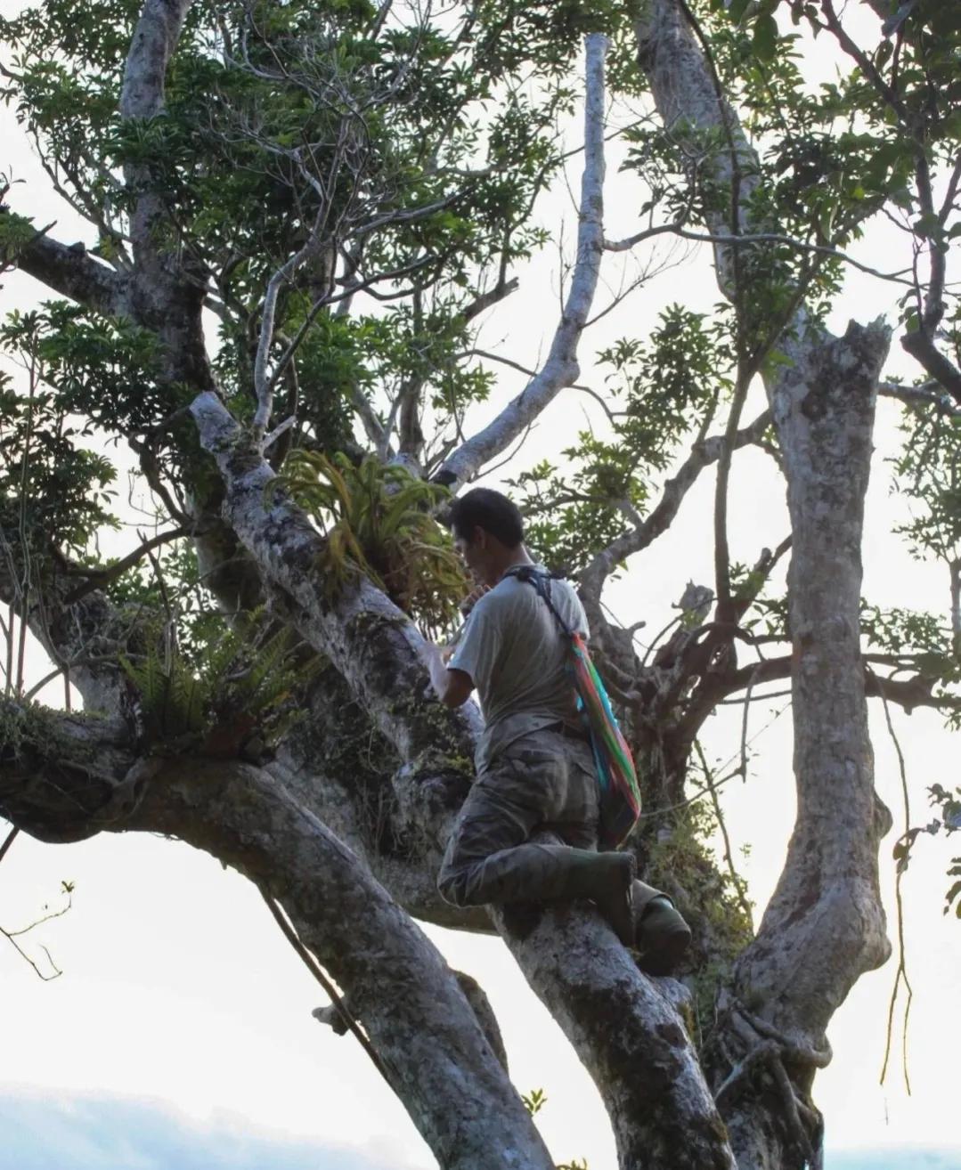 Plant Hunter - Crazy and Fascinating Profession - iNEWS