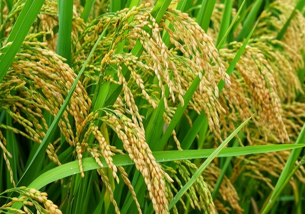 6 good poems by 6 "non-famous poets", I admire the masters who have ...