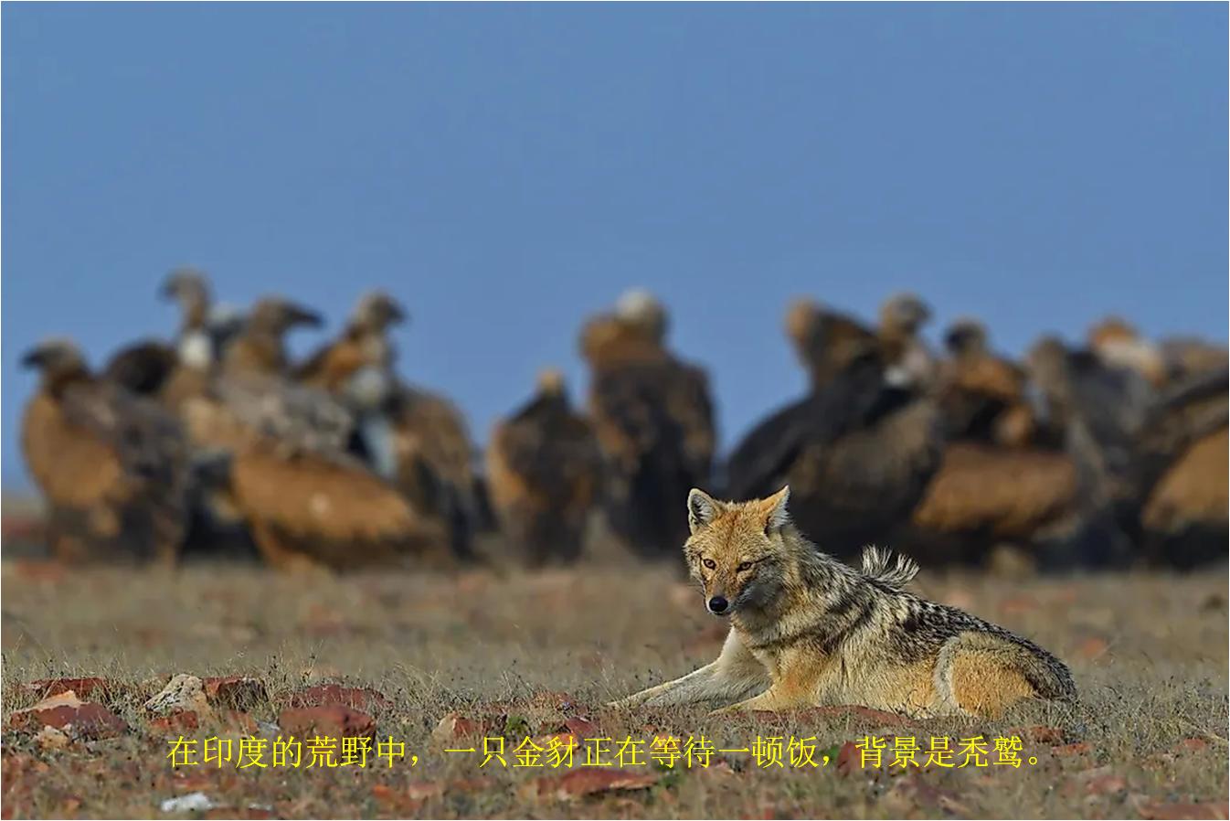 What is a biosymbiotic relationship?See 10 examples of symbiosis in ...