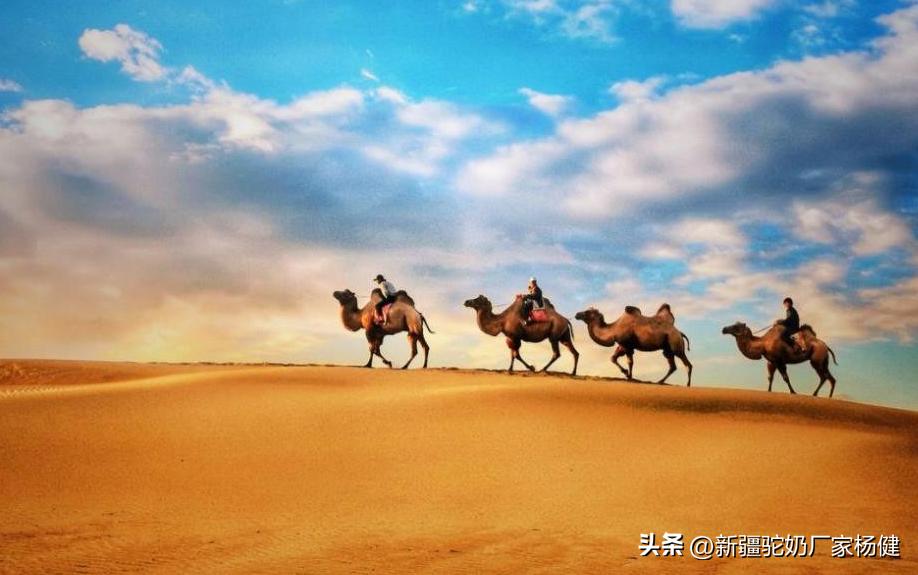 Why did the "Silk Road" only use camels to lead the way? - iNEWS