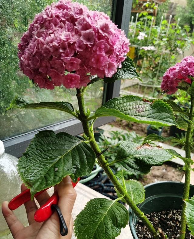 To grow hydrangeas, do "one thing" well, grow leaves and bloom smoothly, and bloom gorgeous ...