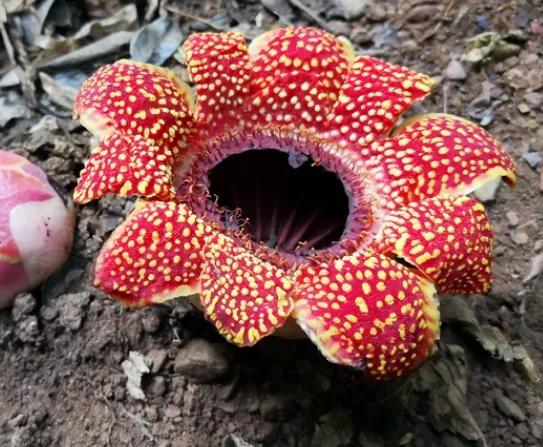 Vulnerable Plants: Parasitic Flowers - iNEWS