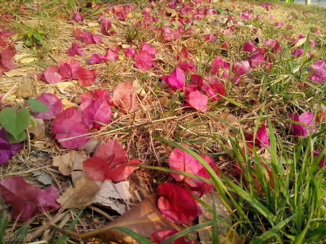 "A Thousand Poems" - Falling Flowers - iNEWS