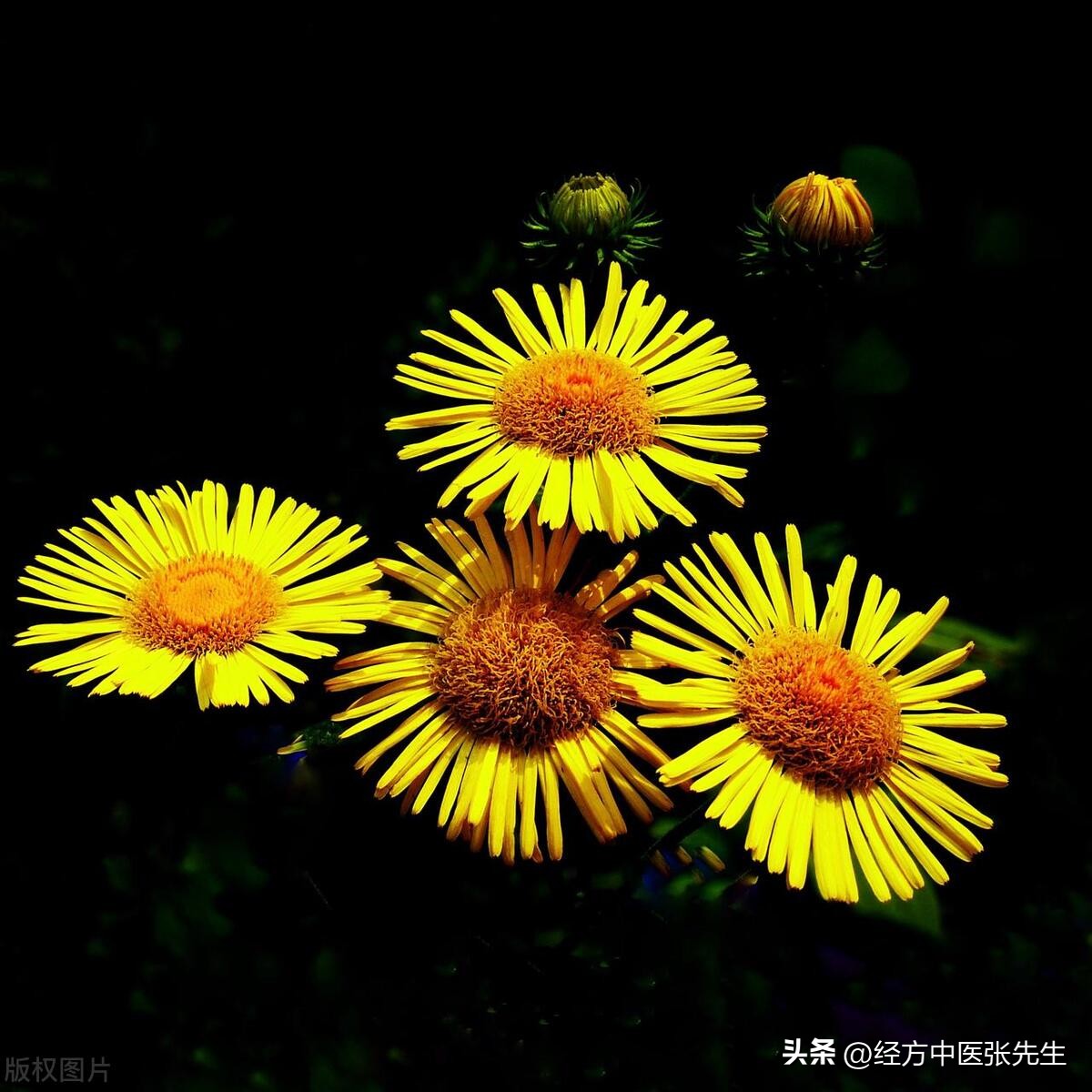 Five Viscera Wind-cold and Liver Works in "Golden Chamber Xuanjie ...