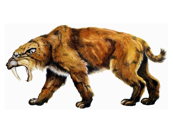 Since humans are slower and weaker than some predators, why haven't ...