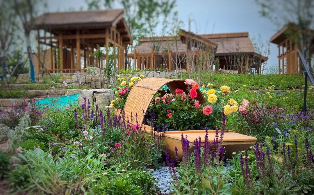 Rose, rose, 5000 roses! - iNEWS