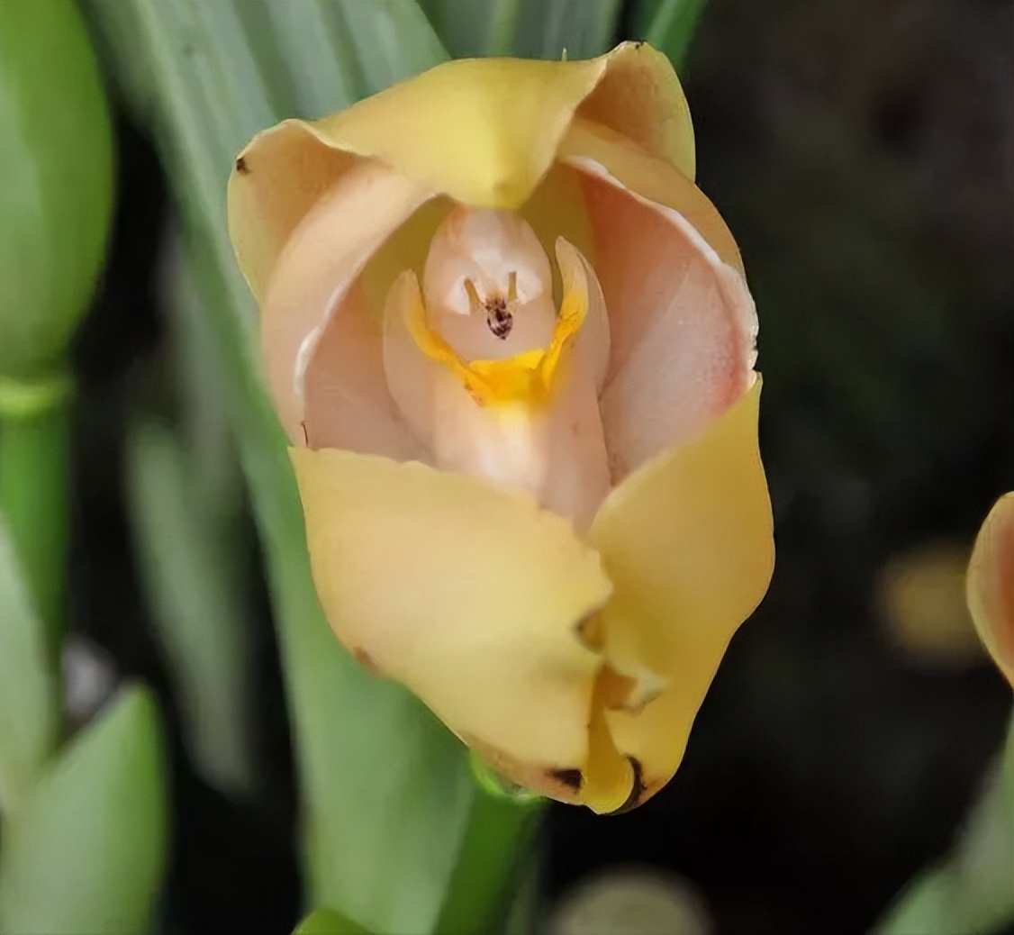 There are a total of 12 kinds of orchids with strange shapes, which are ...