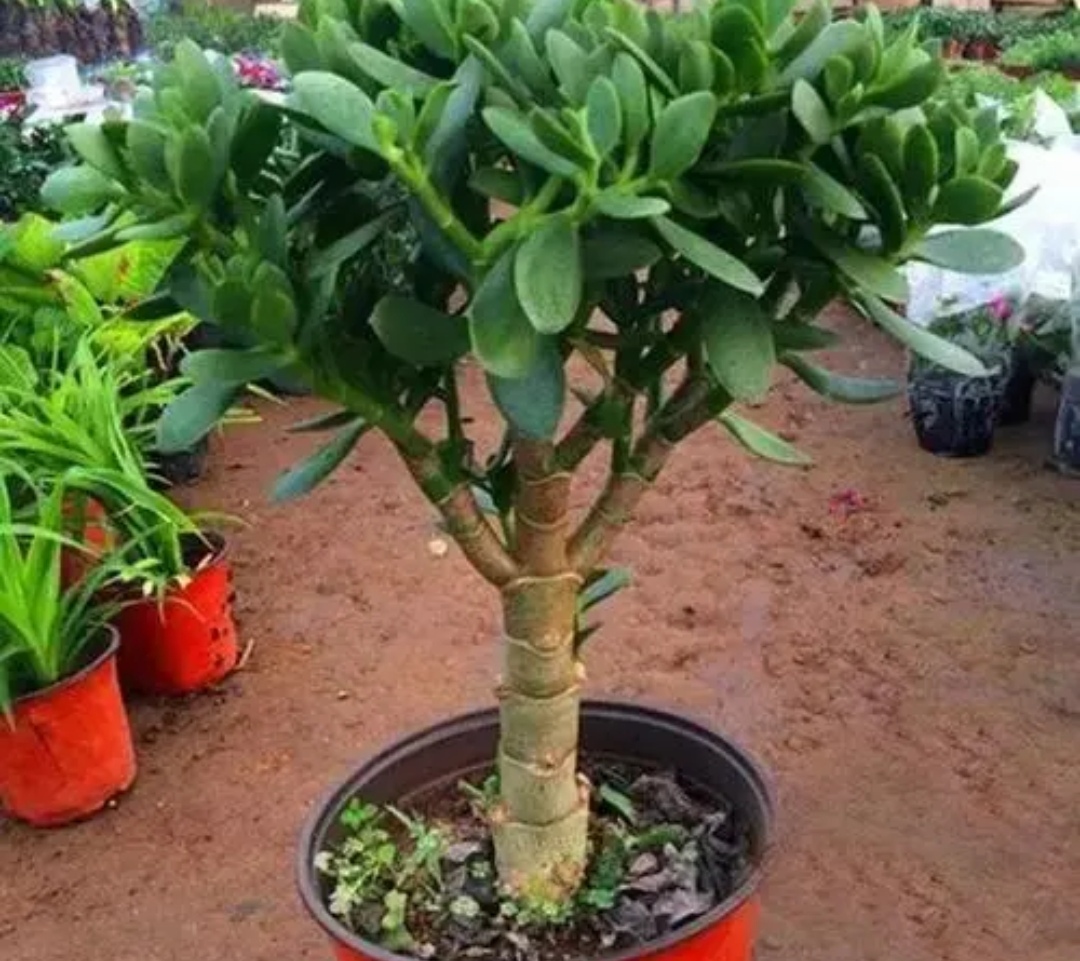 Raising a jade tree, the harder it is cut, the faster it will grow, and ...