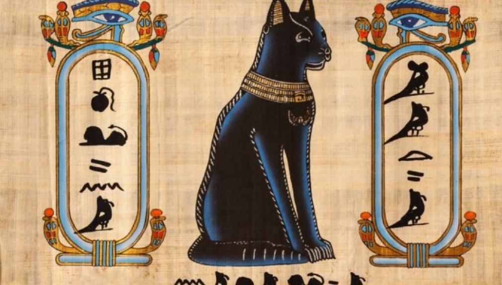 Why do male cats have to grow barbs to scratch females?What is the ...