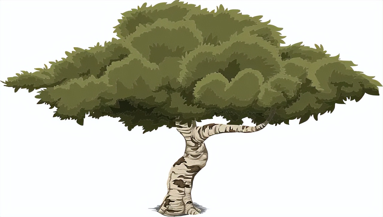 Are trees really bulletproof? Which trees can withstand the power of ...