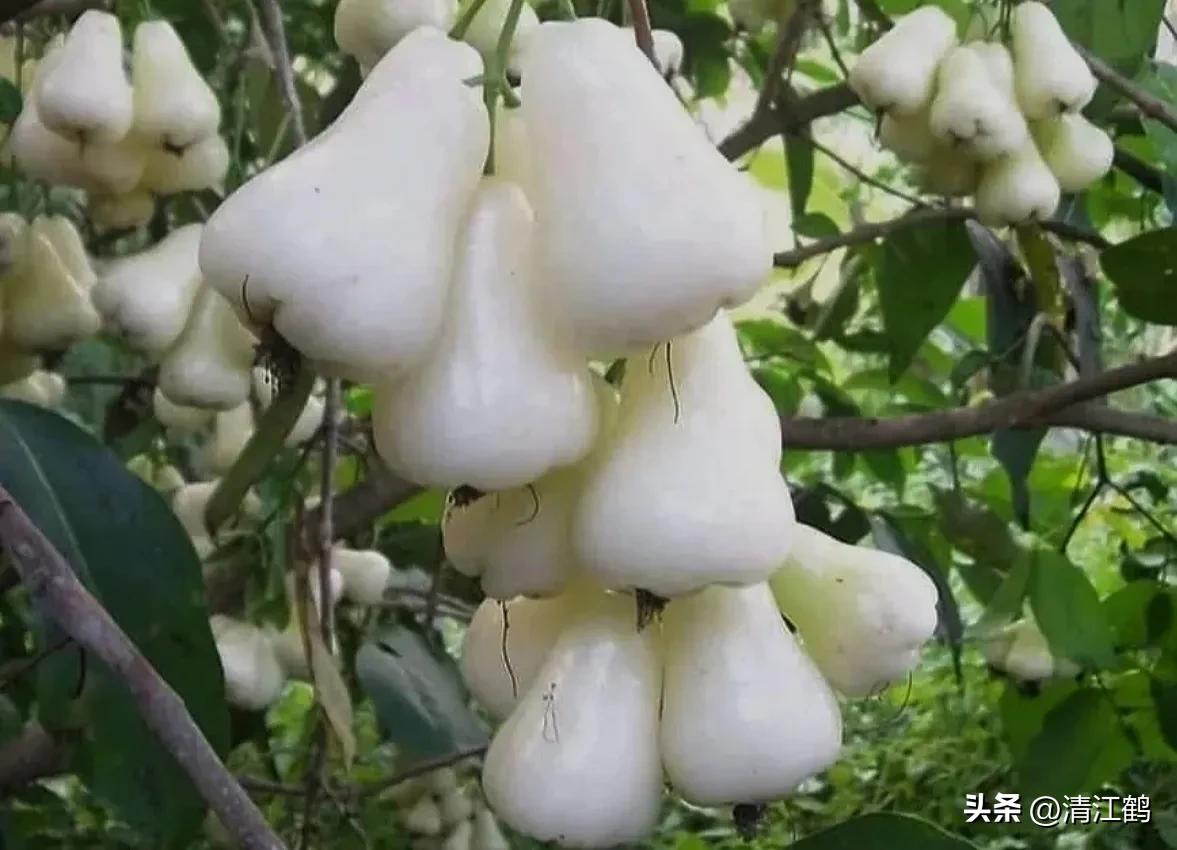 After a family reunion and drunk, which fruits and vegetables to eat ...