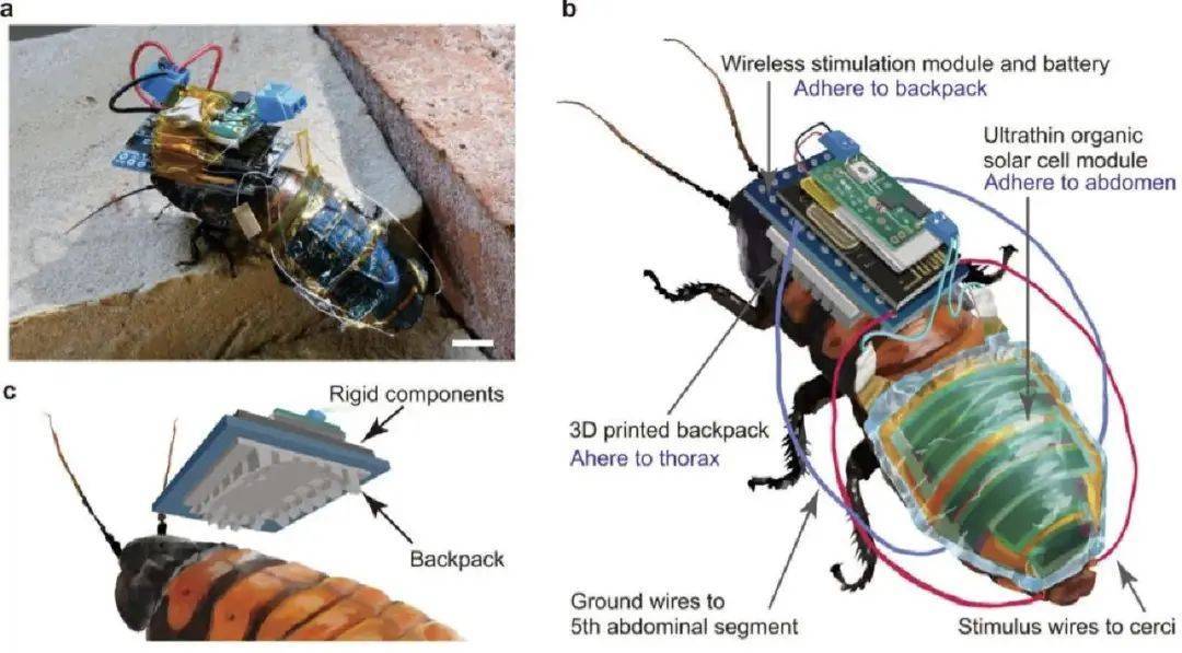 The big cockroach you were afraid of, now it can save your life - iNEWS