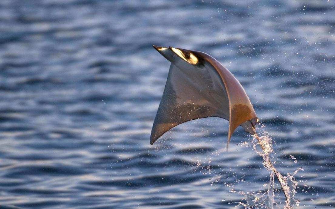 Xigong has made great contributions! Developing armed "devil rays ...
