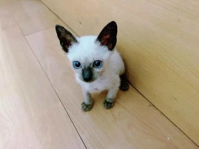 Methods and techniques for choosing a small Siamese cat How much is a ...