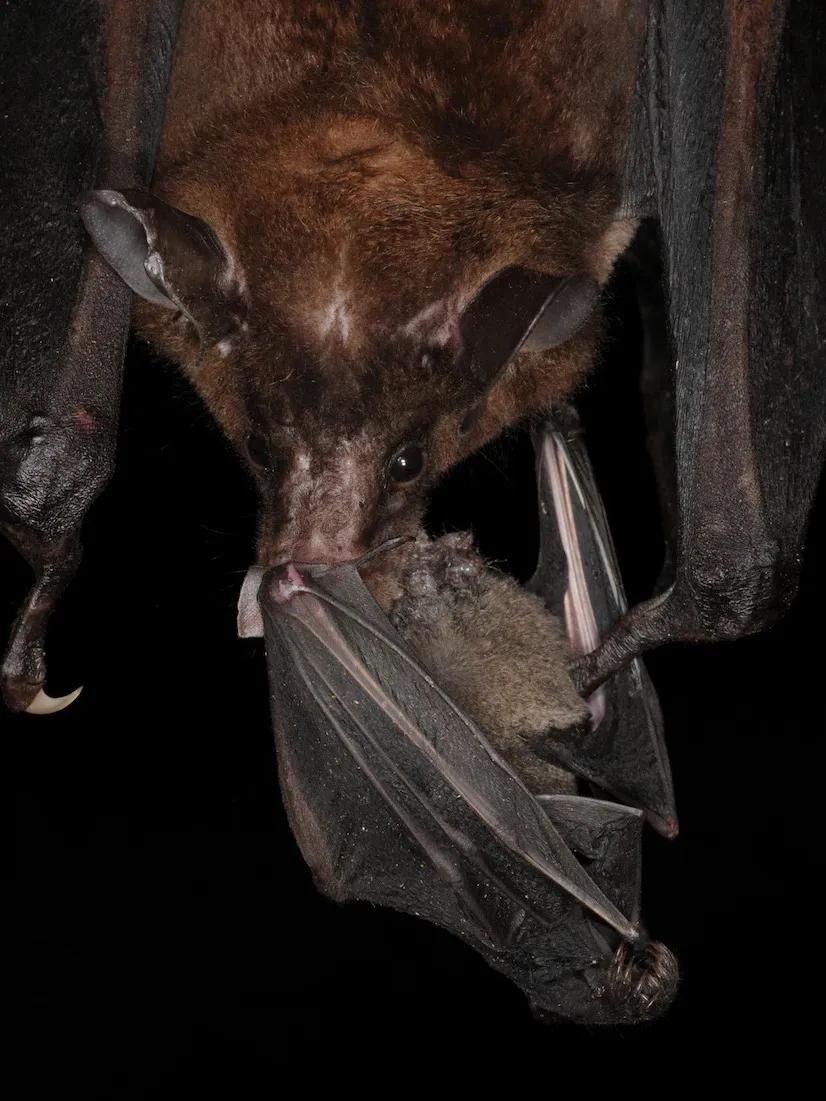 This is the largest carnivorous bat in the world - iNEWS
