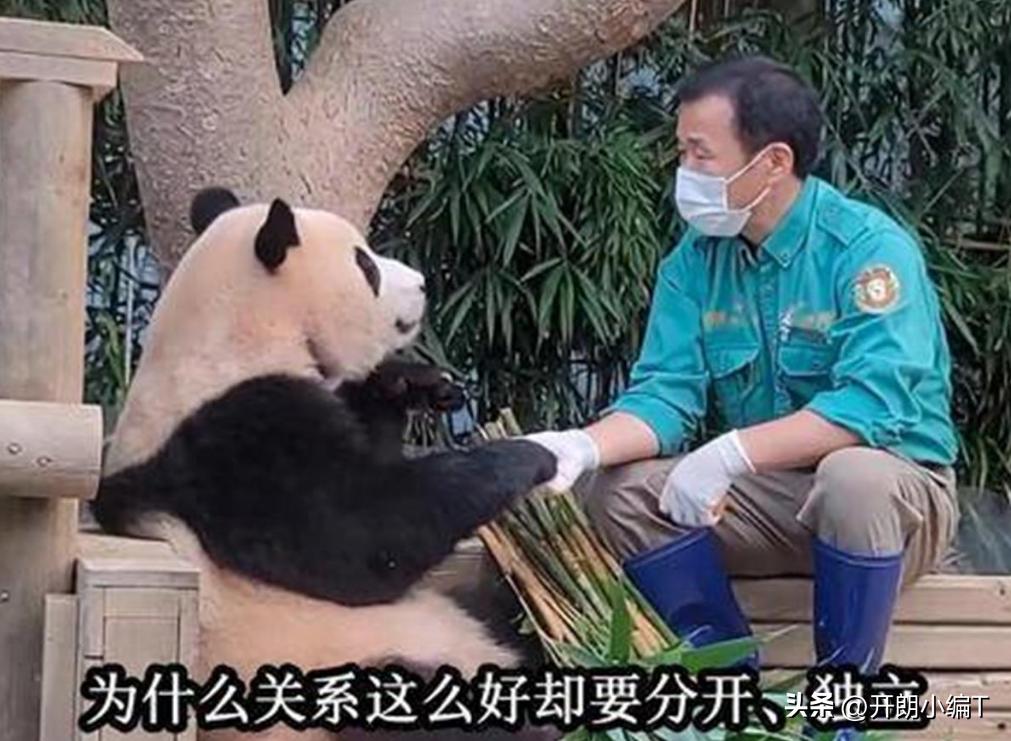 The giant panda Fubao in South Korea will return to China, and Korean ...