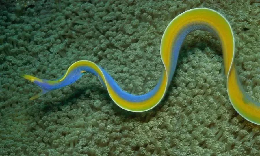 Have you heard of the colorful eel? It's an eel with five colors on its ...