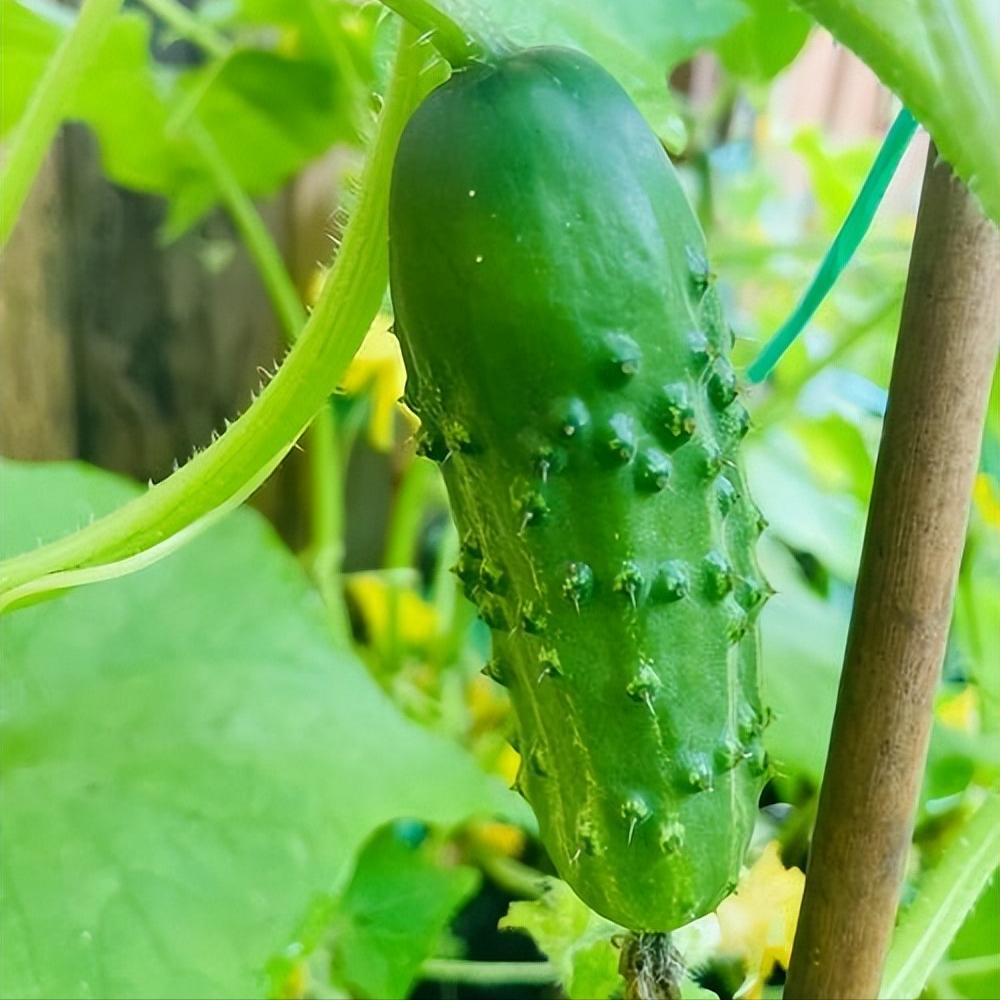 Analysis and Identification of WRKY Gene in Cucumber Genome - iNEWS