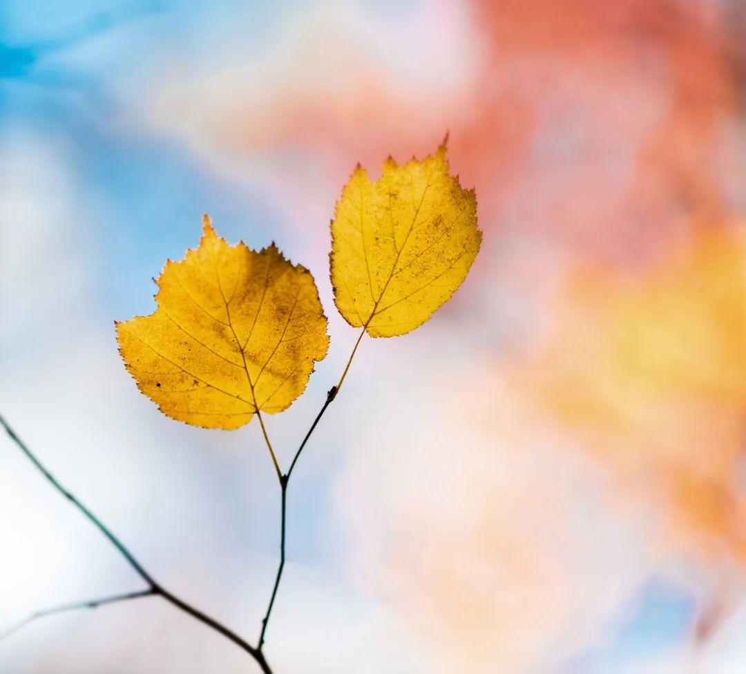 8 heroic autumn poems, sweep away the bleak, may you have no worries in ...