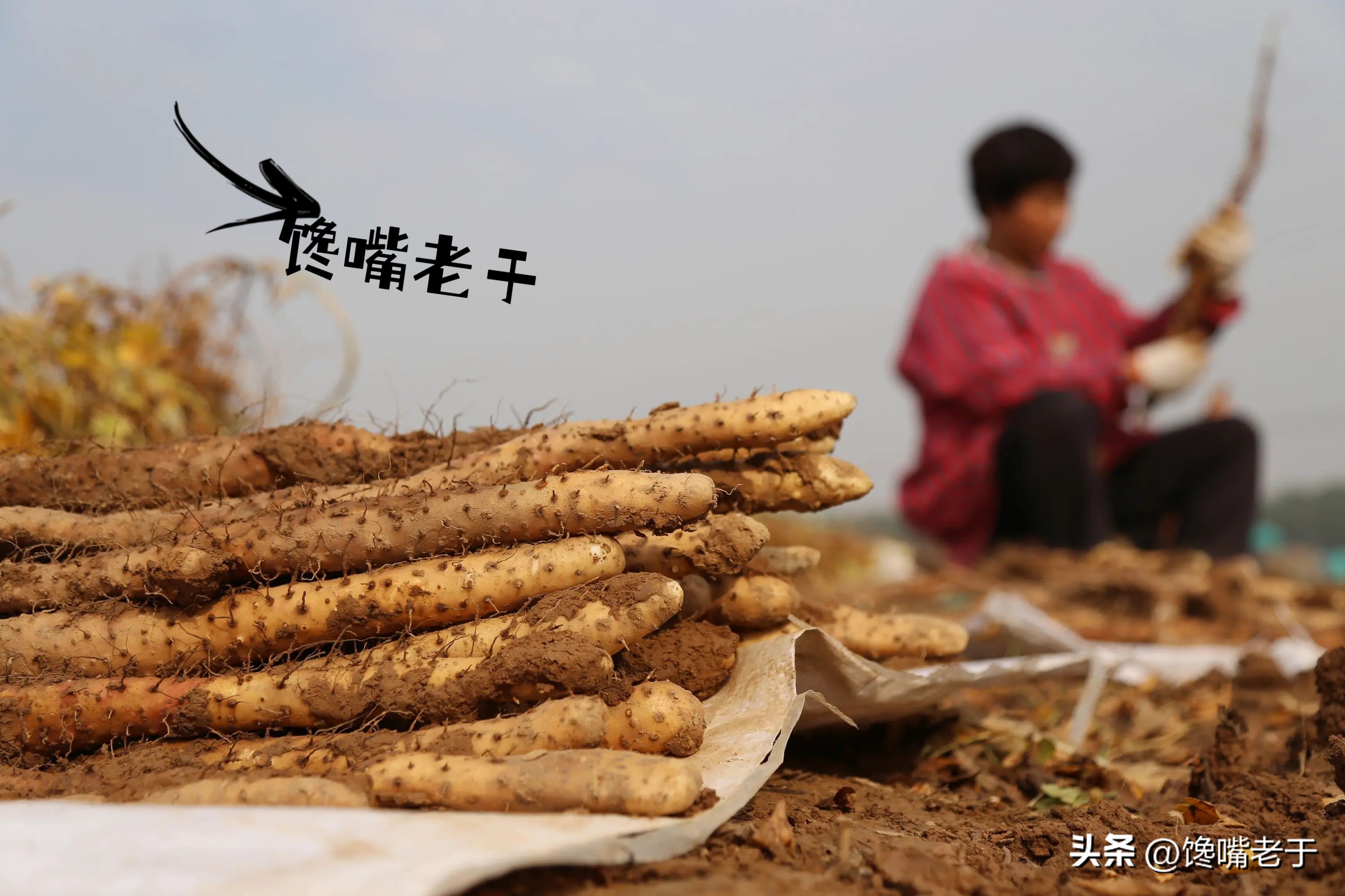 Which one is better to buy yam, crispy yam or soft yam?Vegetarian ...