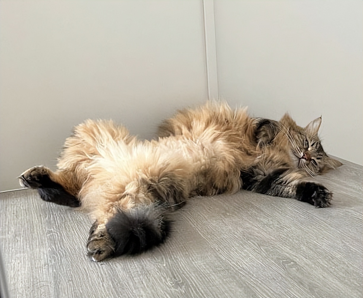 My cat is an evasive personality. She loves me and ignores me when I ...