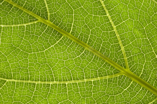The Nerve Mystery of Plants - iMedia