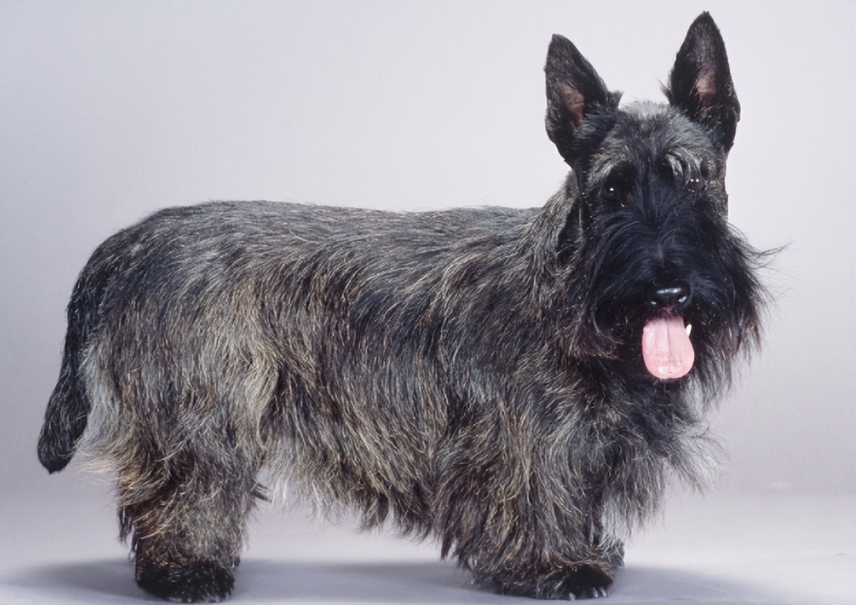 Pets in an apartment? Scottish Terriers are worth a try! - iMedia
