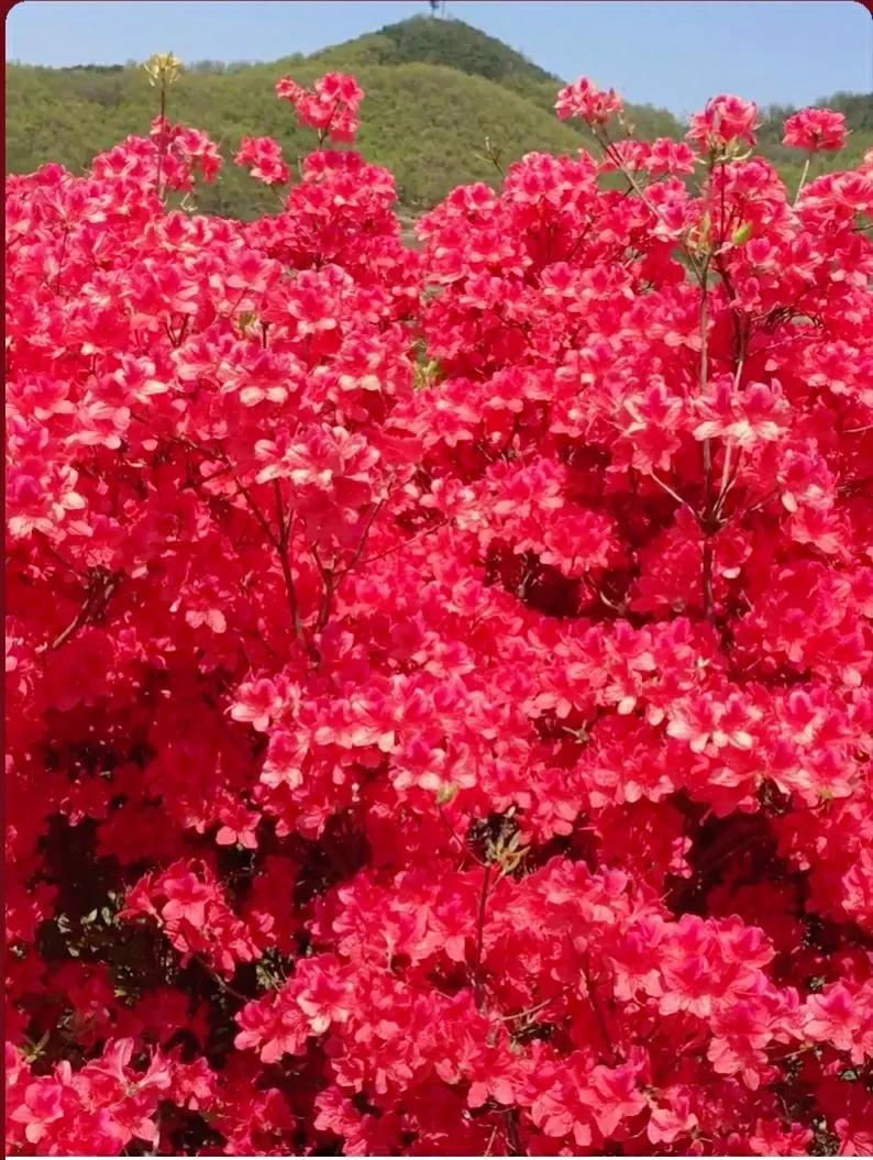 "Azalea" is the most beautiful scenery in the mountains - iMedia